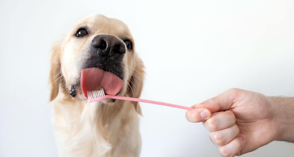 Can Dogs Use Human Toothpaste? - PetLab Co