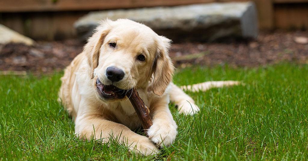 Puppy Teething 101: Age Stages and How to Manage Chewing - PetLab Co