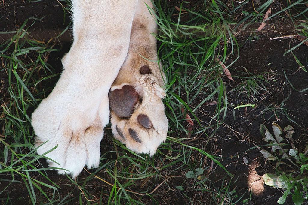 Healthy Vs. Unhealthy Dog Paws: 9 Common Problems - PetLab Co