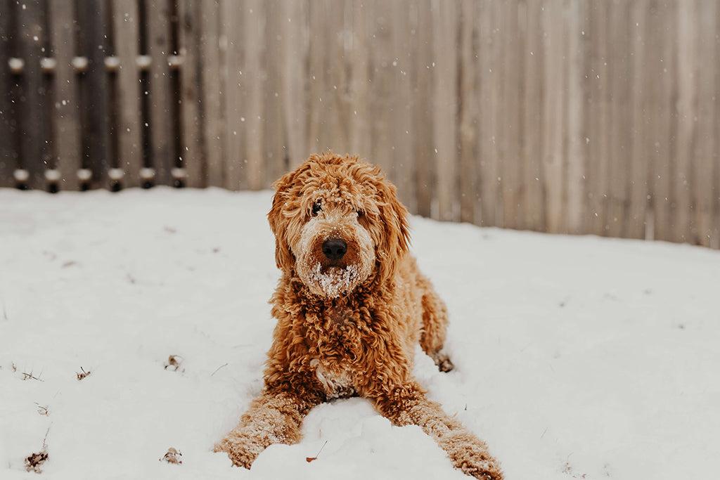 The Bottom Line on Dog Scratching: Here’s What To Do - PetLab Co