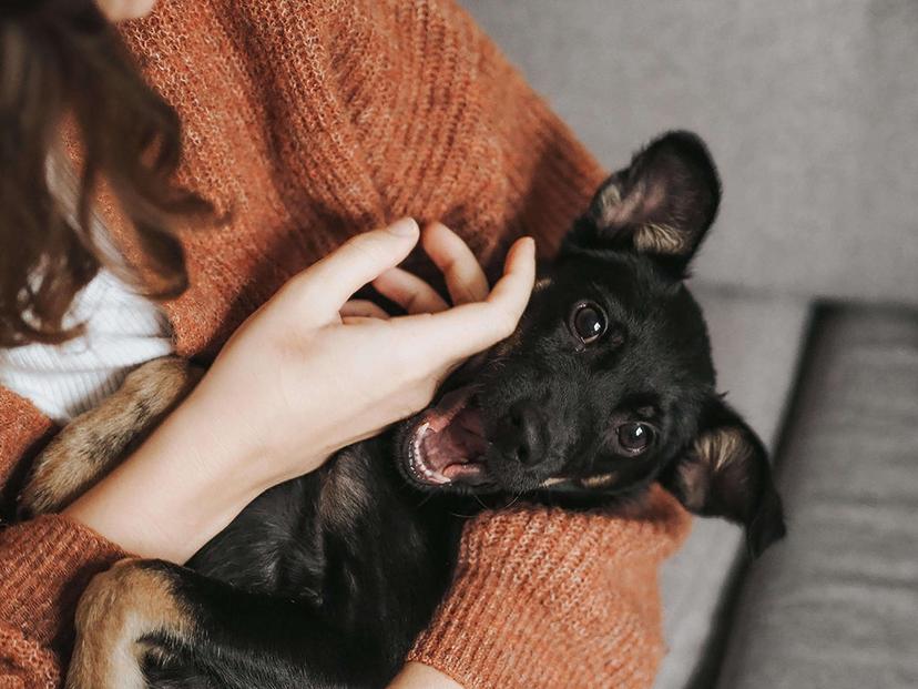 Canine Distemper: Causes, Symptoms & Treatment - PetLab Co