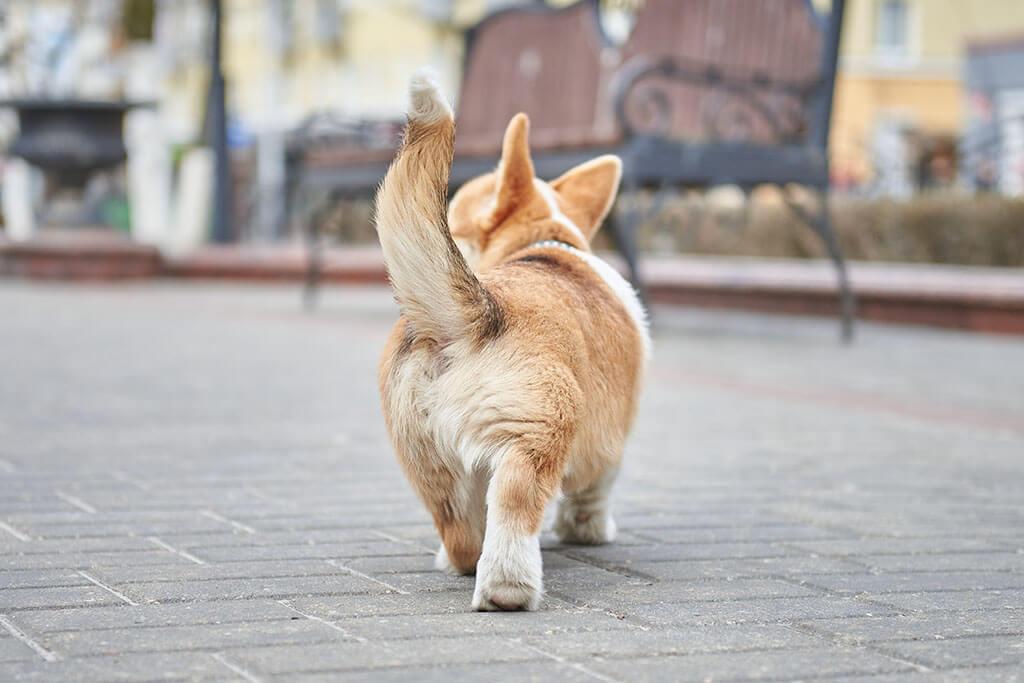 Dog Tail Positions Explained: What Is Your Pup Telling You? - PetLab Co