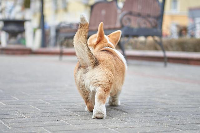 Dog Tail Positions Explained: What Is Your Pup Telling You? - PetLab Co