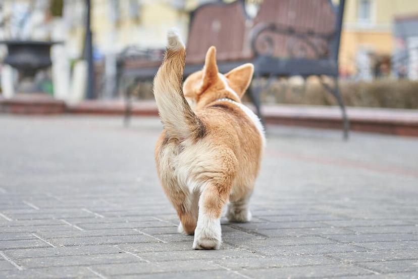 Dog Tail Positions Explained: What Is Your Pup Telling You? - PetLab Co