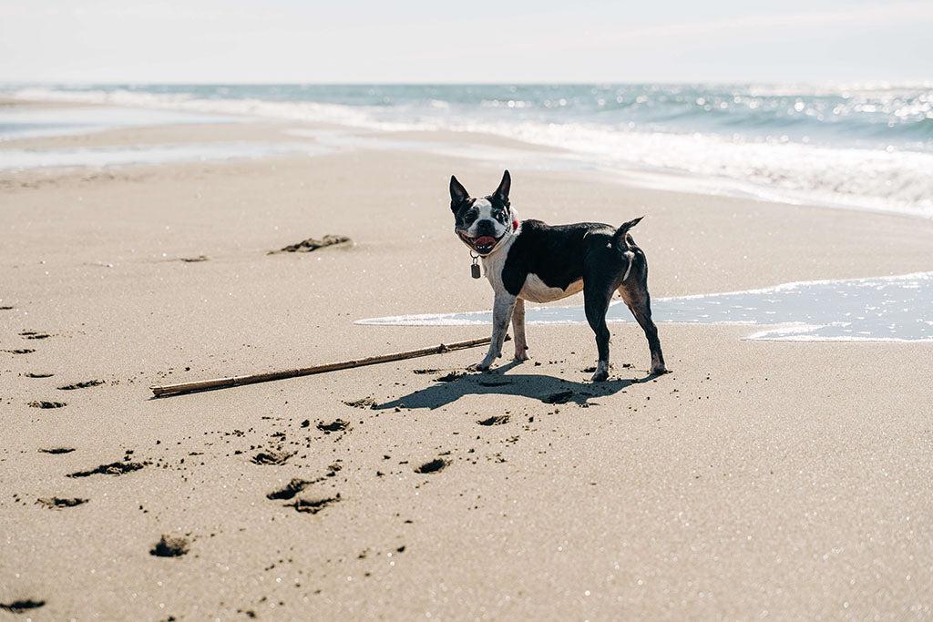 Can Dogs Get Hemorrhoids? - PetLab Co