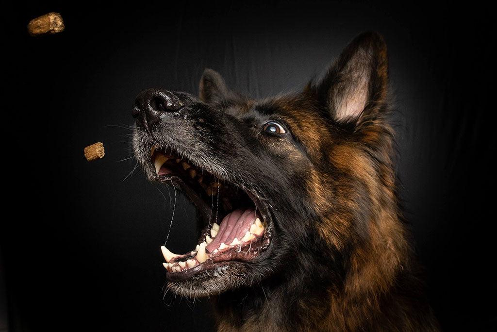 All You Need To Know About The Dog Digestive System - PetLab Co