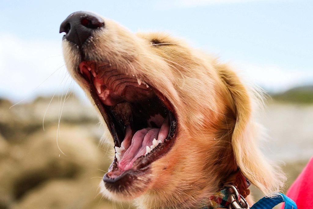 The Truth About a Dog’s Mouth: Anatomy, Oral Issues, and Care - PetLab Co