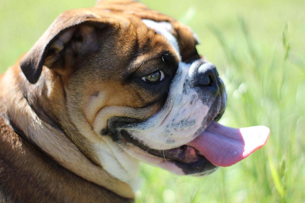 Dog Nasal Congestion: What Causes It and How to Treat It - PetLab Co