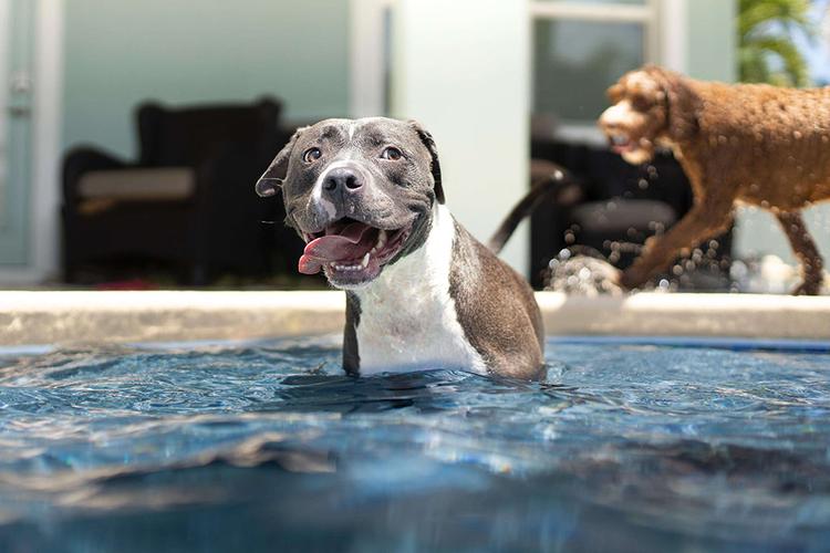 Swimming For Dogs: What Are The Benefits? - PetLab Co