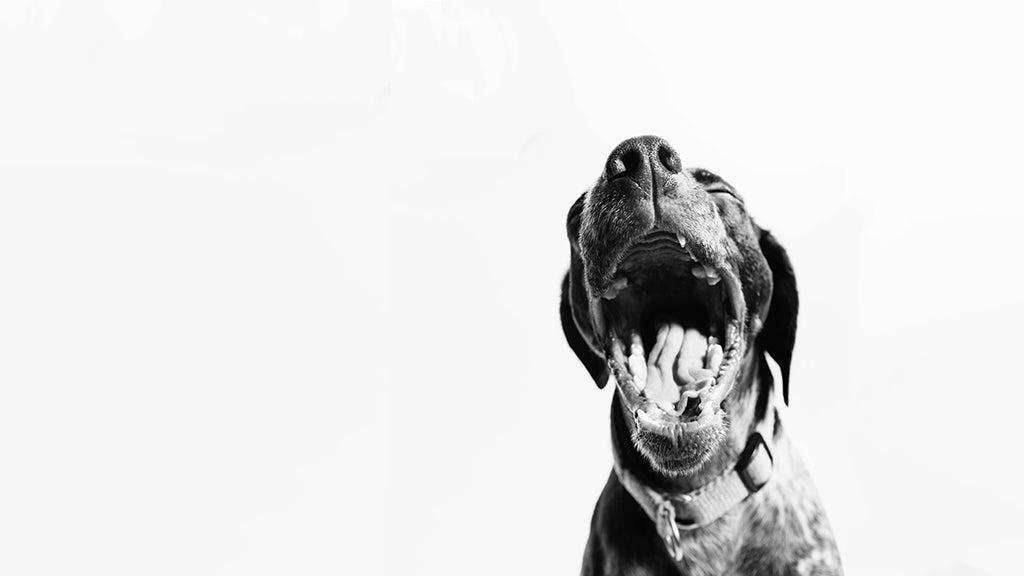 Why Is My Dog Sneezing So Much? 10 Possible Reasons - PetLab Co