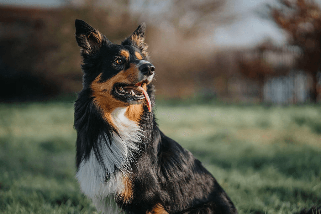 10 Reasons for Muscle Atrophy in Dogs and How to Fix It - PetLab Co