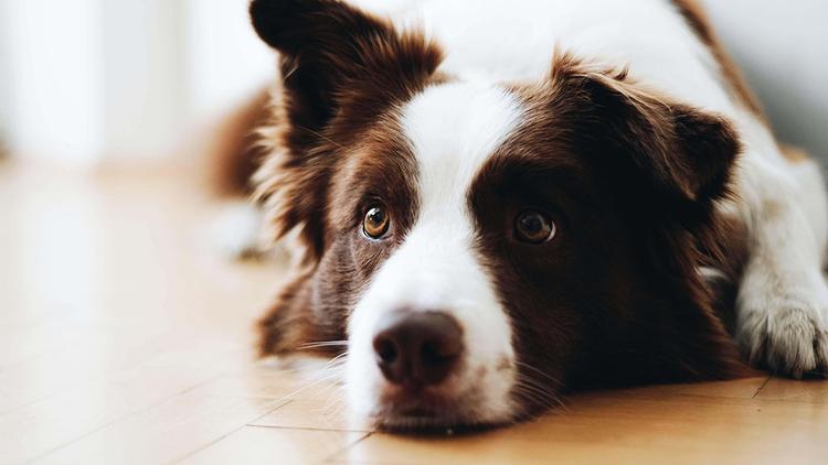 Nasal Mites In Dogs: Causes, Symptoms & Treatment - PetLab Co