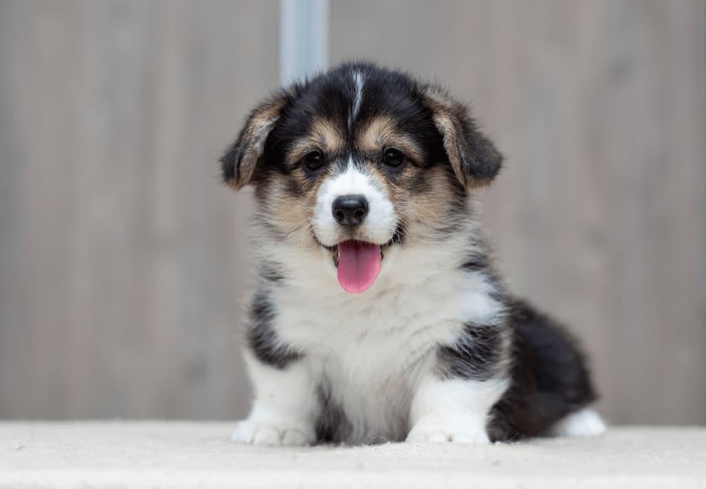 Dog & Puppy Hiccups: Causes and How to Get Rid of Them - PetLab Co