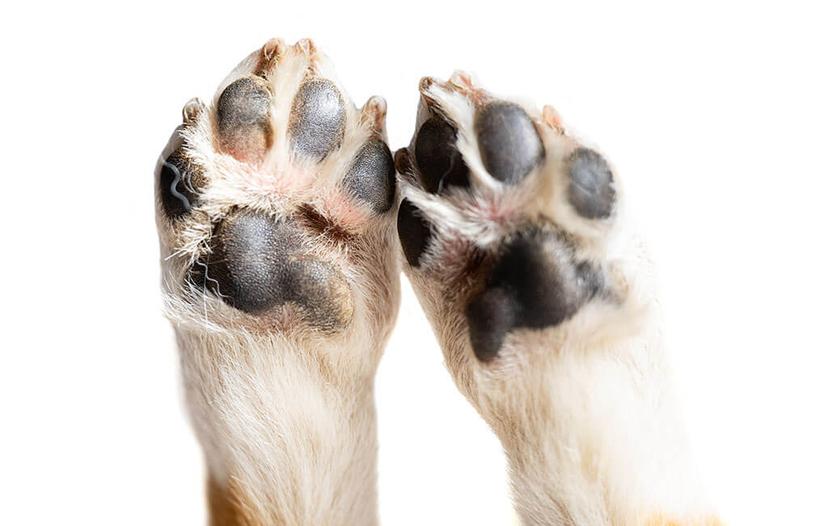 What Is Dog Paw Hyperkeratosis and How to Manage It - PetLab Co