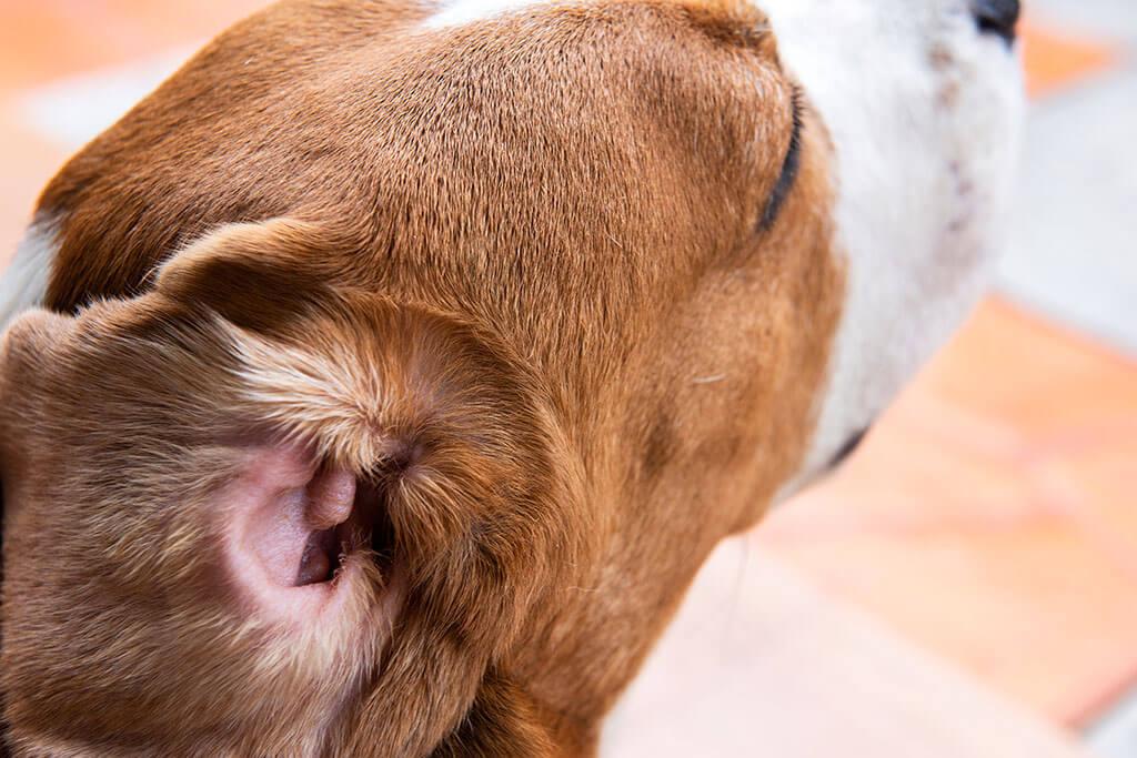 Dog Ear Infections: Causes, Signs, and Treatments - PetLab Co