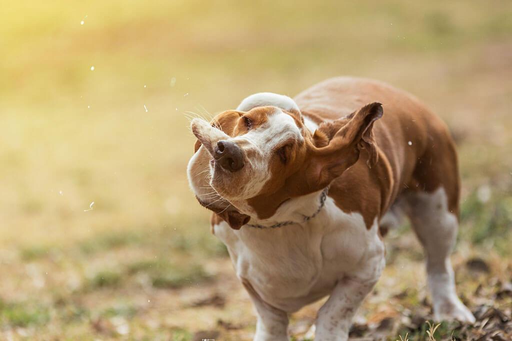 Why Is Your Dog Shaking Its Head? Causes and What to Do - PetLab Co