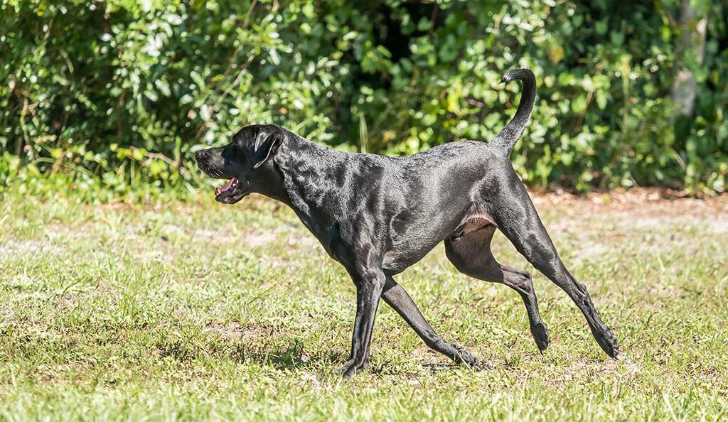 Hip Dysplasia in Dogs: From Symptoms to Treatment - PetLab Co