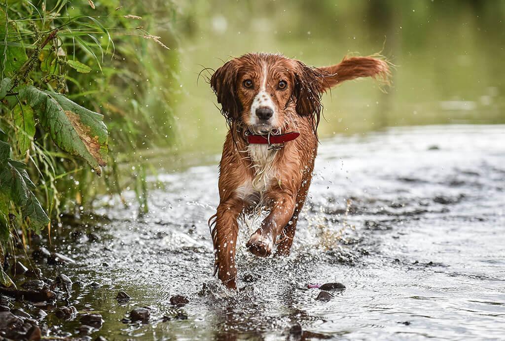 10 Reasons for Muscle Atrophy in Dogs and How to Fix It - PetLab Co