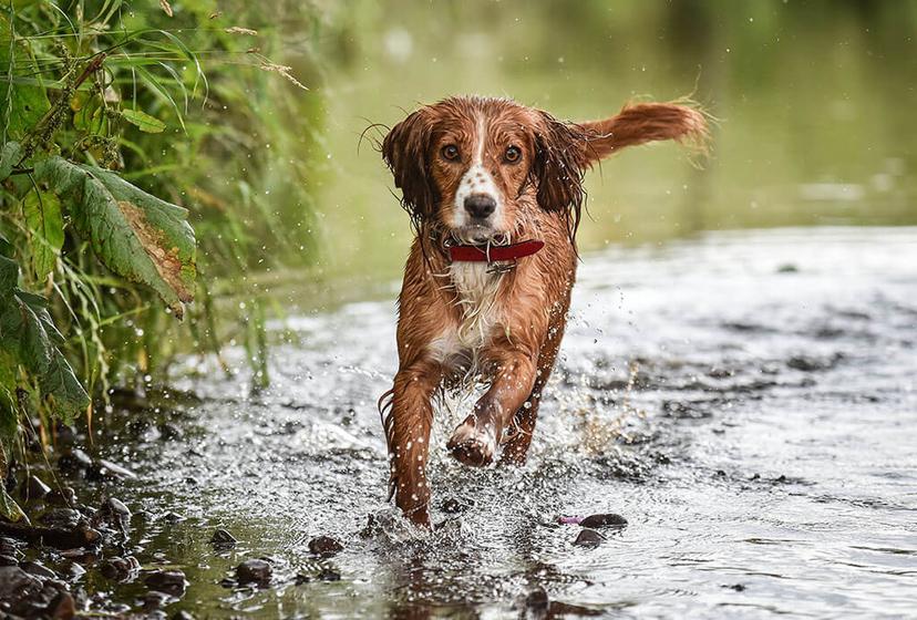 10 Reasons for Muscle Atrophy in Dogs and How to Fix It - PetLab Co