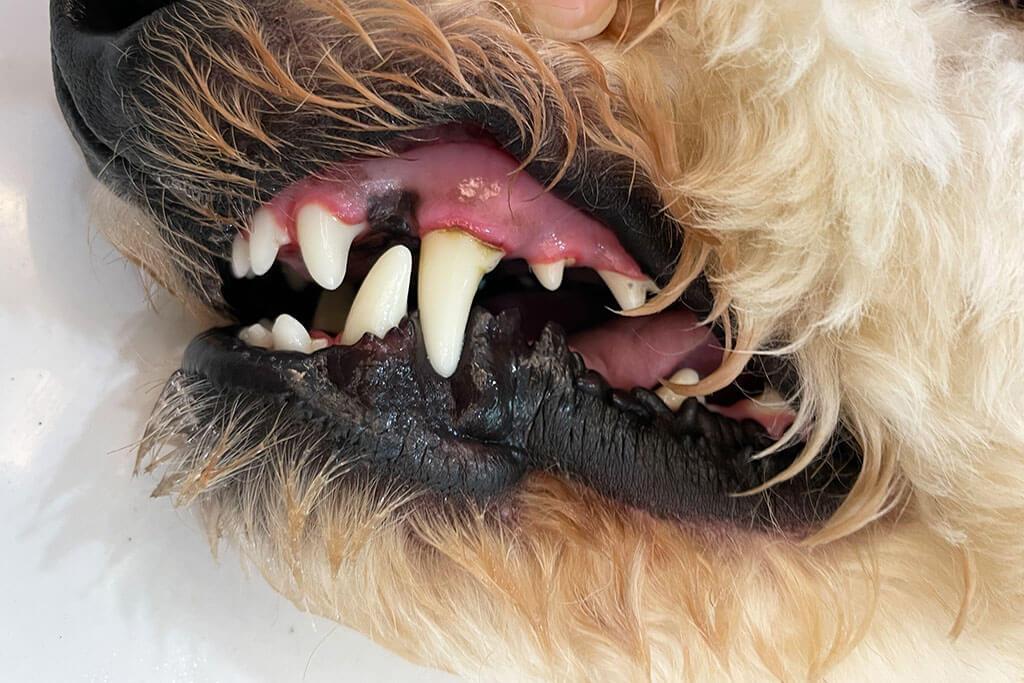 9 Signs Your Dog’s Teeth Are Rotten (And What to Do) - PetLabCo.