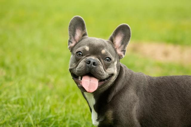 7 Tips to Extend Your French Bulldog’s Lifespan - PetLab Co
