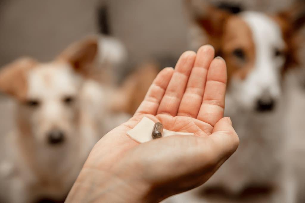 Is it Safe to Use Human Probiotics for Dogs? Find Out - PetLab Co