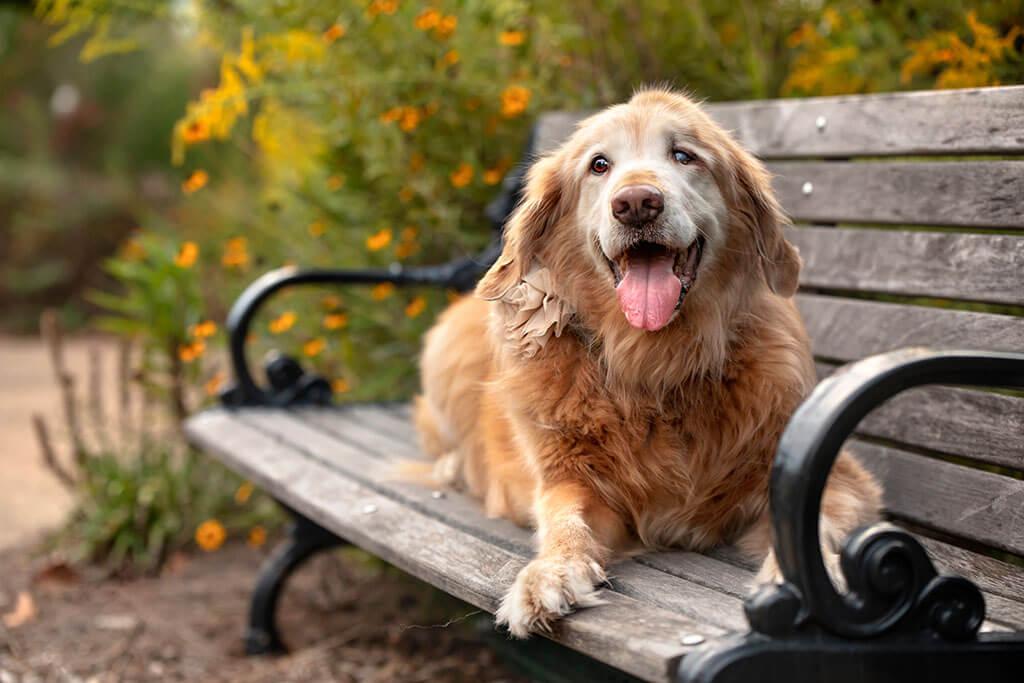 Do Dogs Say Goodbye Before They Die? 7 End-of-Life Signs - PetLab Co