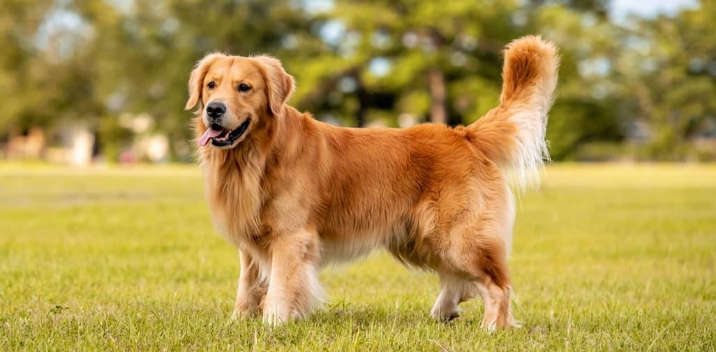 8 Golden Retriever Skin Issues (and How to Address Them) - PetLab Co