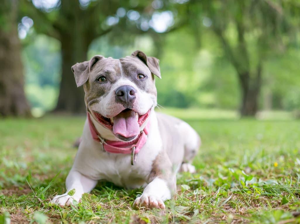 Pit Bull Skin Issues: Allergies, Hot Spots, Mange & More - PetLab Co