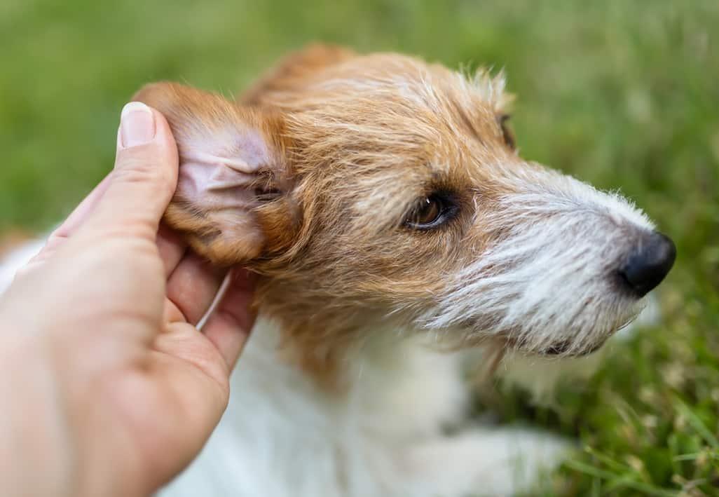 Yeast vs. Bacterial Ear Infections in Dogs: Key Differences - PetLab Co