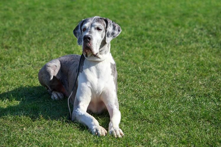 Great Dane Lifespan: 6 Tips to Help Great Danes Live Longer - PetLab Co