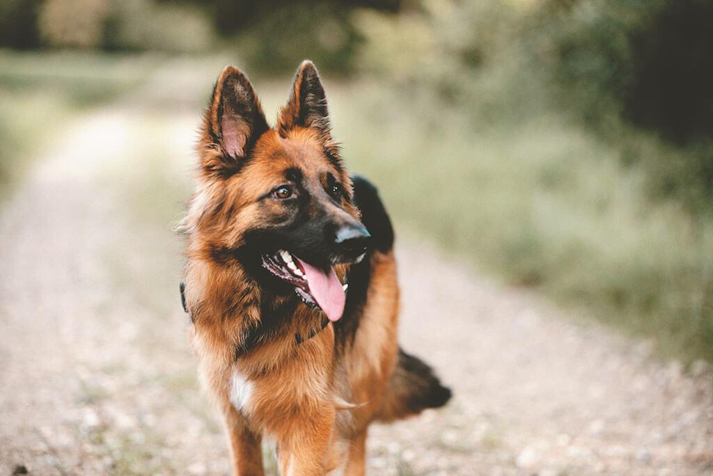 8 German Shepherd Skin Issues and How to Treat Them - PetLab Co