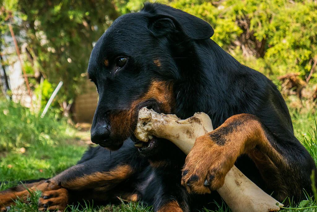 Can Dogs Eat Bones? What Every Owner Needs to Know - PetLab Co
