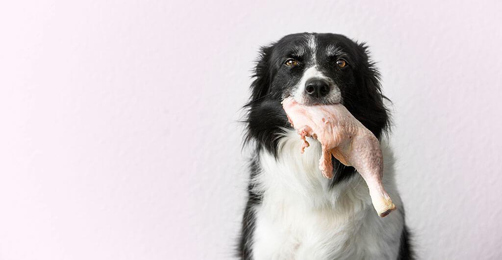 Can Dogs Be Allergic to Chicken? Vets Explain the Truth - PetLab Co