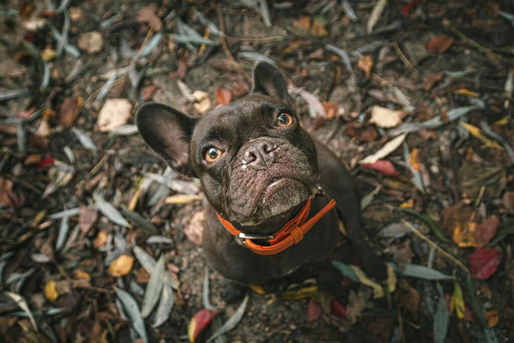 11 Sneaky Signs Your Dog's Mouth Hurts - PetLab Co