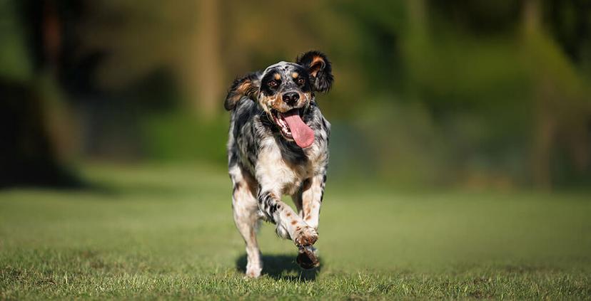 How Fast Can a Dog Run? Speed and Information By Breed - PetLab Co