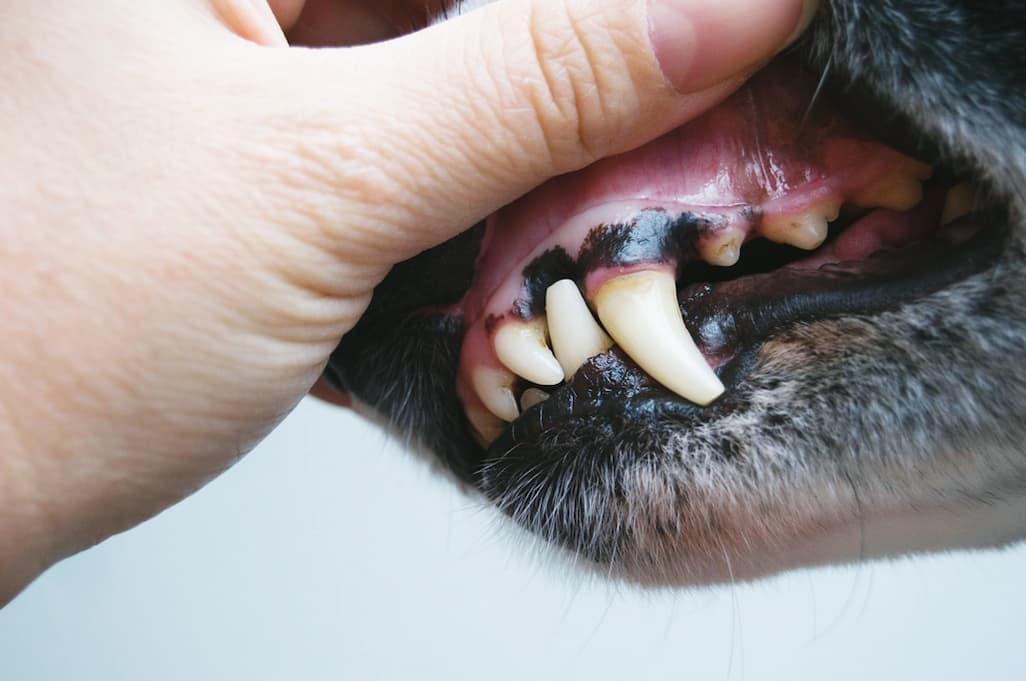 What Your Dog’s Gum Color Says About Their Health - PetLab Co