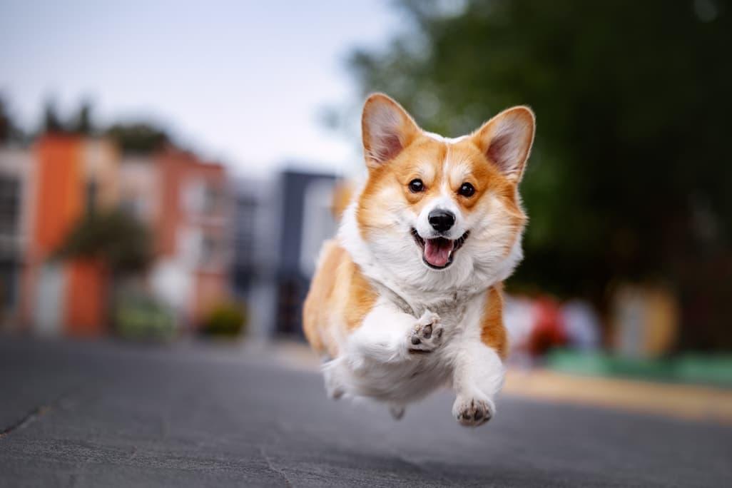 How Dog Legs Work: Anatomy of Bones, Joints, and Muscles - PetLab Co