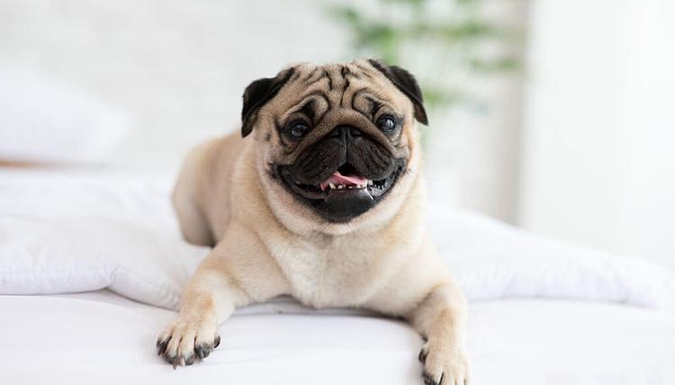 Pug Skin Problems: 5 Tips for Soothing & Comfort - PetLab Co