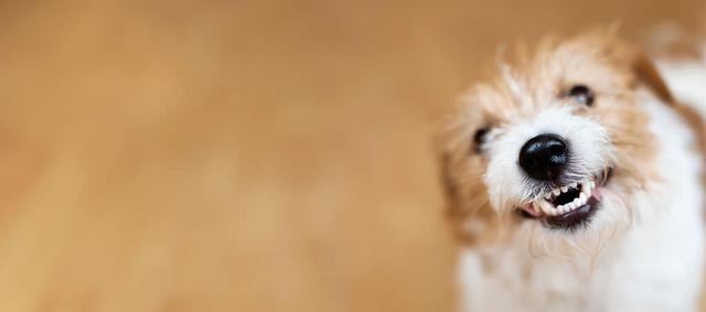Dog Teeth Chattering: Why It Happens & What It Means - PetLab Co