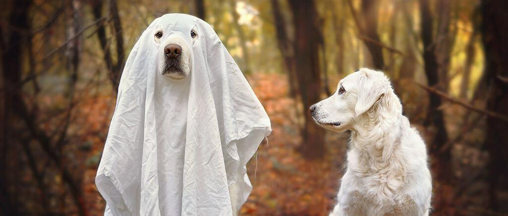 Can Dogs See Ghosts? Paranormal Experiences Explained - PetLab Co