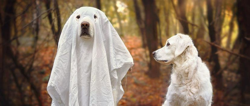 Can Dogs See Ghosts? Paranormal Experiences Explained - PetLab Co