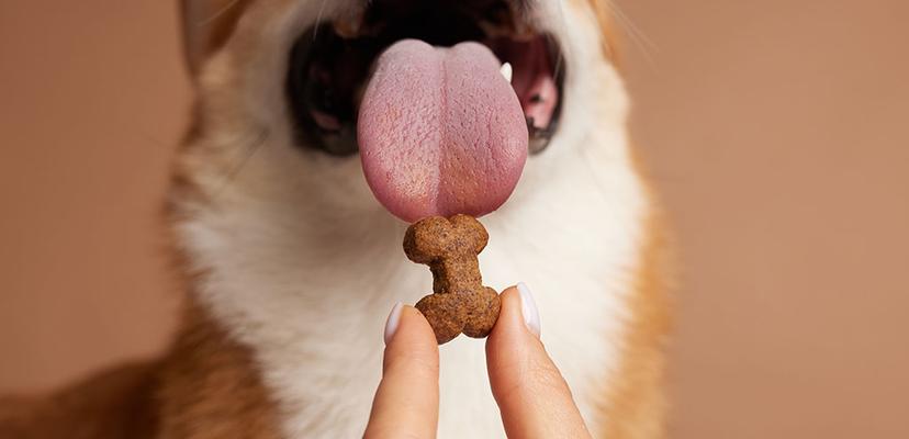 Do Dogs Have Taste Buds? Tongue & Flavor Facts - PetLab Co