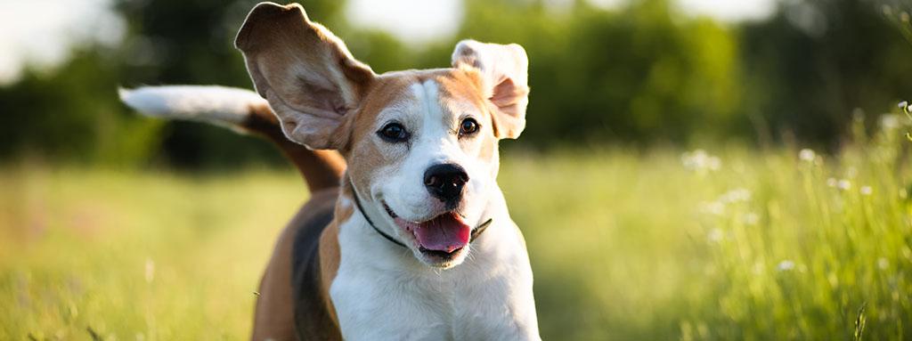Dogs With Floppy Ears: 15 Adorable Breeds to Know - PetLab Co