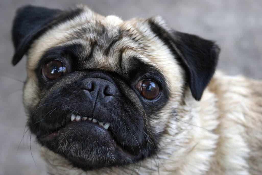 4 Common Pug Teeth Problems and Care Tips - PetLab Co