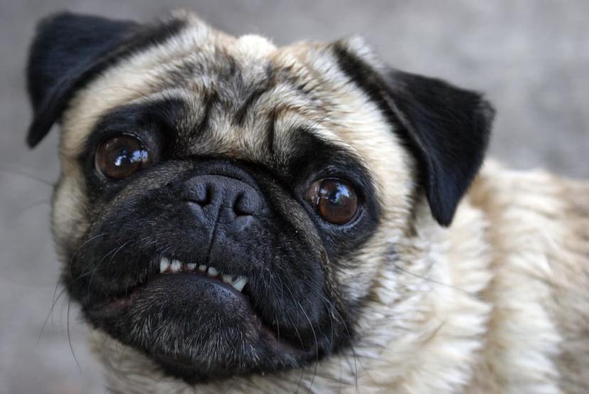 4 Common Pug Teeth Problems and Care Tips - PetLab Co
