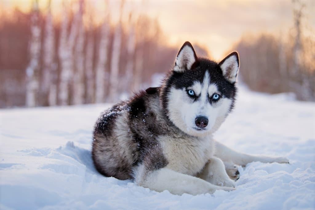 Husky Lifespan: 8 Tips to Help Huskies Live Longer - PetLab Co