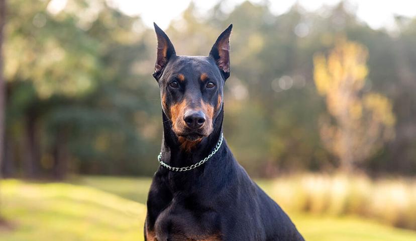7 Doberman Skin Issues (And How to Help) - PetLab Co