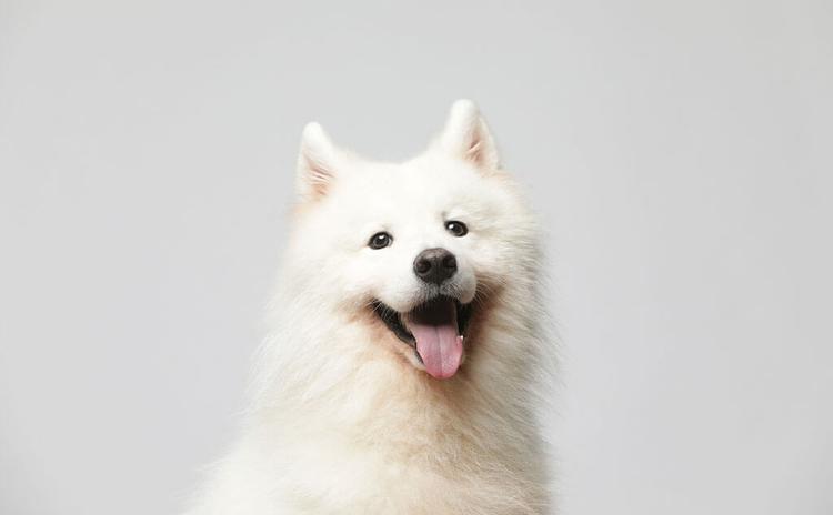 7 White Fluffy Dog Breeds to Snuggle and Cuddle - PetLab Co