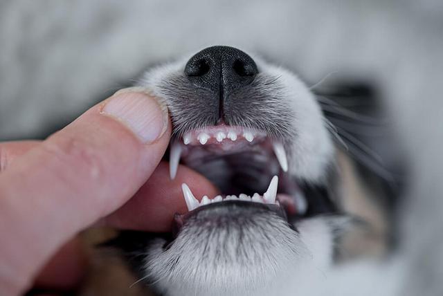 Why Are Puppy Teeth So Sharp? 5 Reasons - PetLab Co